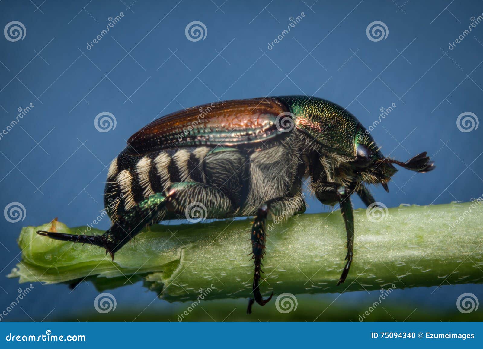 Macro Japanese Beetle stock photo. Image of arthropod - 75094340