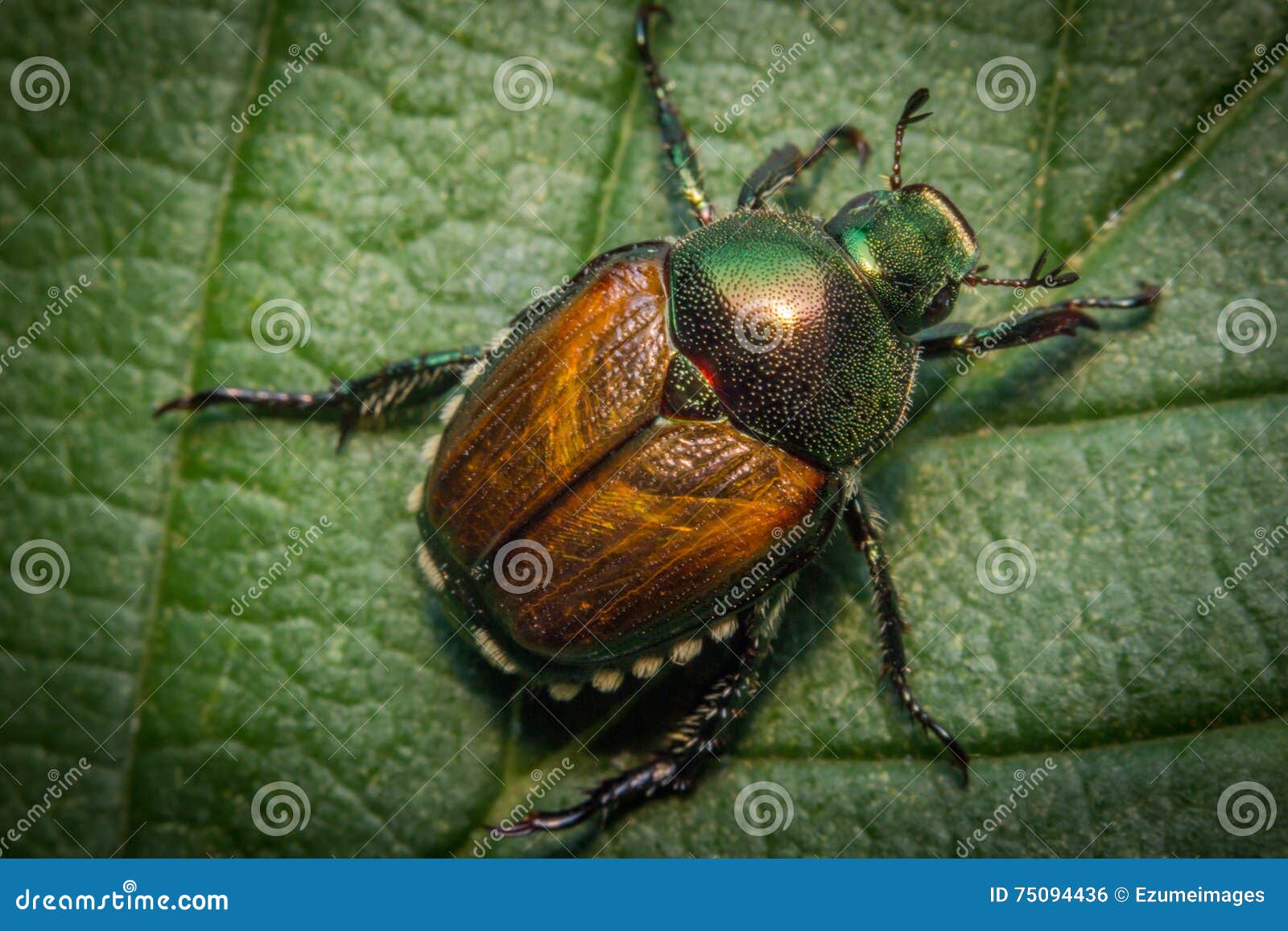 Macro Japanese Beetle stock photo. Image of leaf, american - 75094436