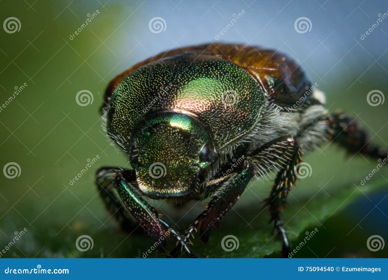 Macro Japanese Beetle stock photo. Image of japonica - 75094540