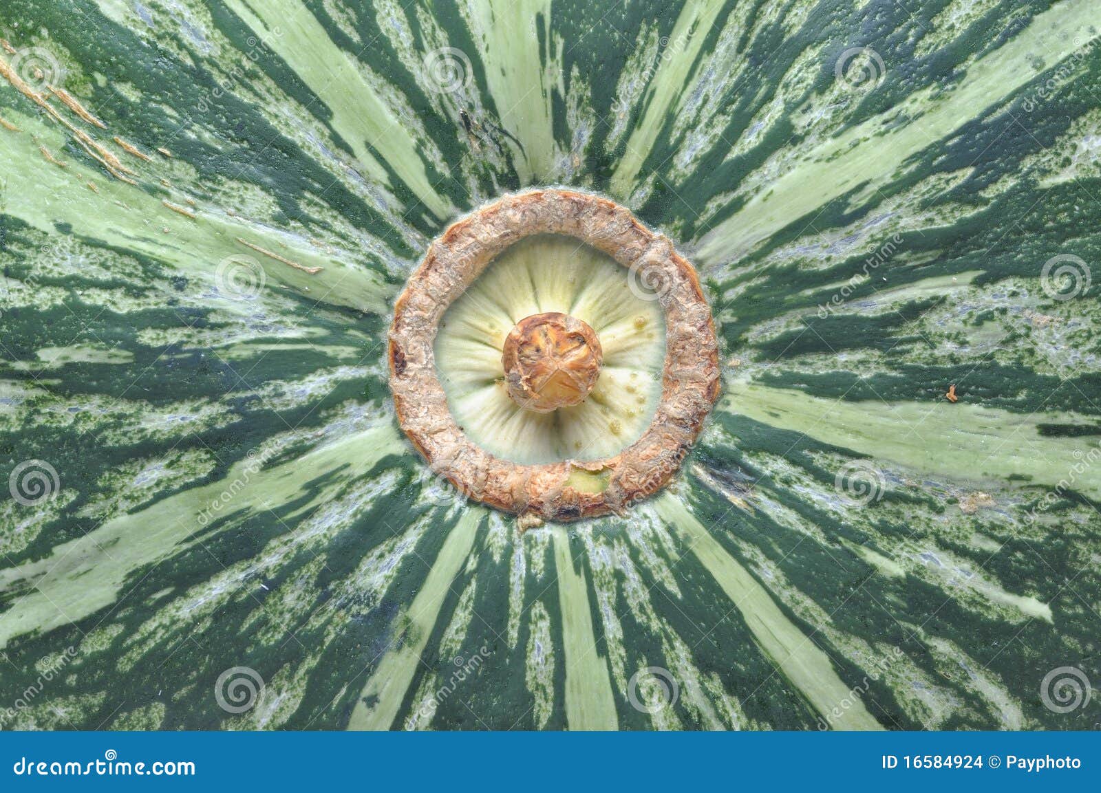 Macro Japanese Pumpkin stock photo. Image of harvest - 16584924