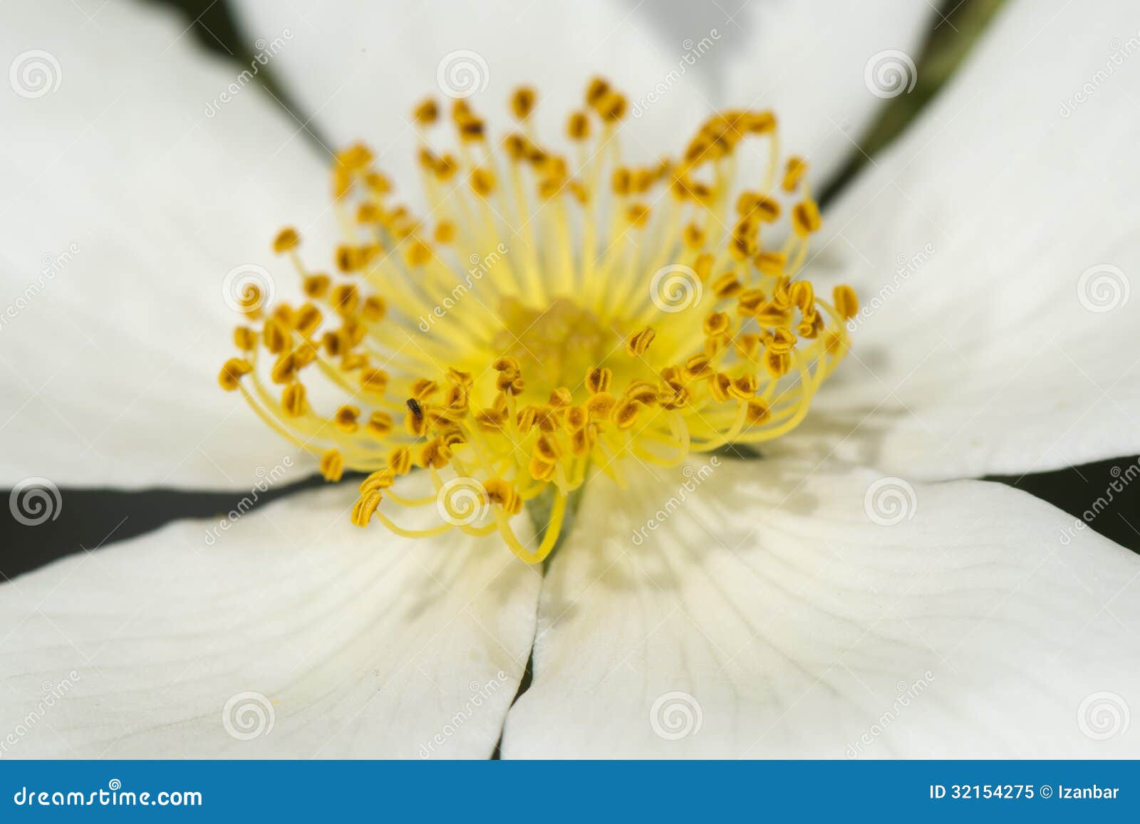 Macro Jaune De Fleur De Pistil Image stock - Image du pistil, beau ...