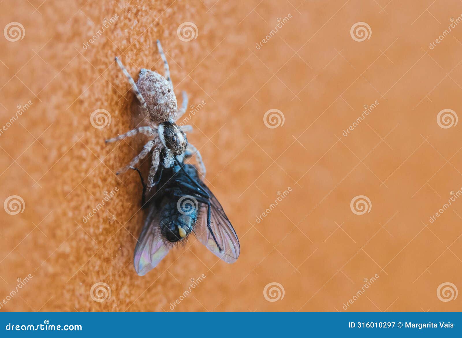 Macro Jumping Spider Caught a Fly Stock Image - Image of creepy, detail ...