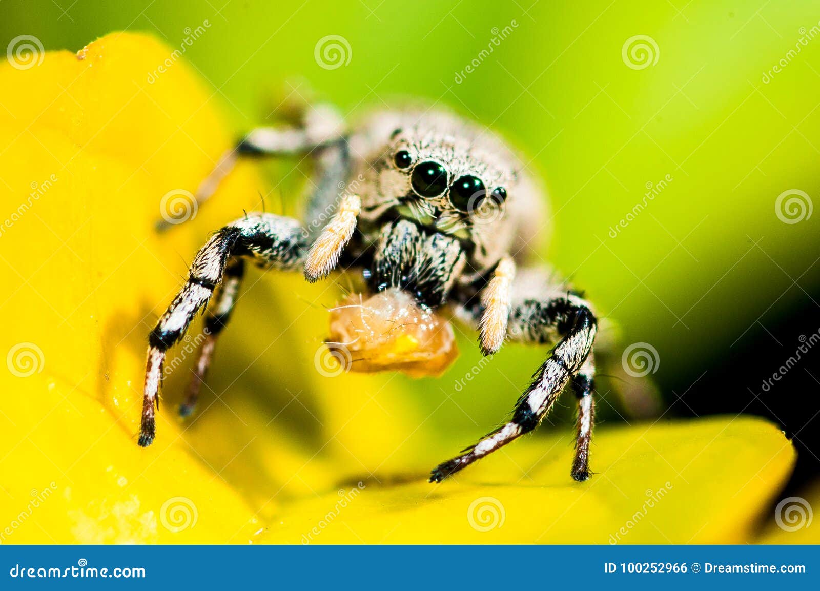 Macro jumping spider stock photo. Image of camouflage - 100252966