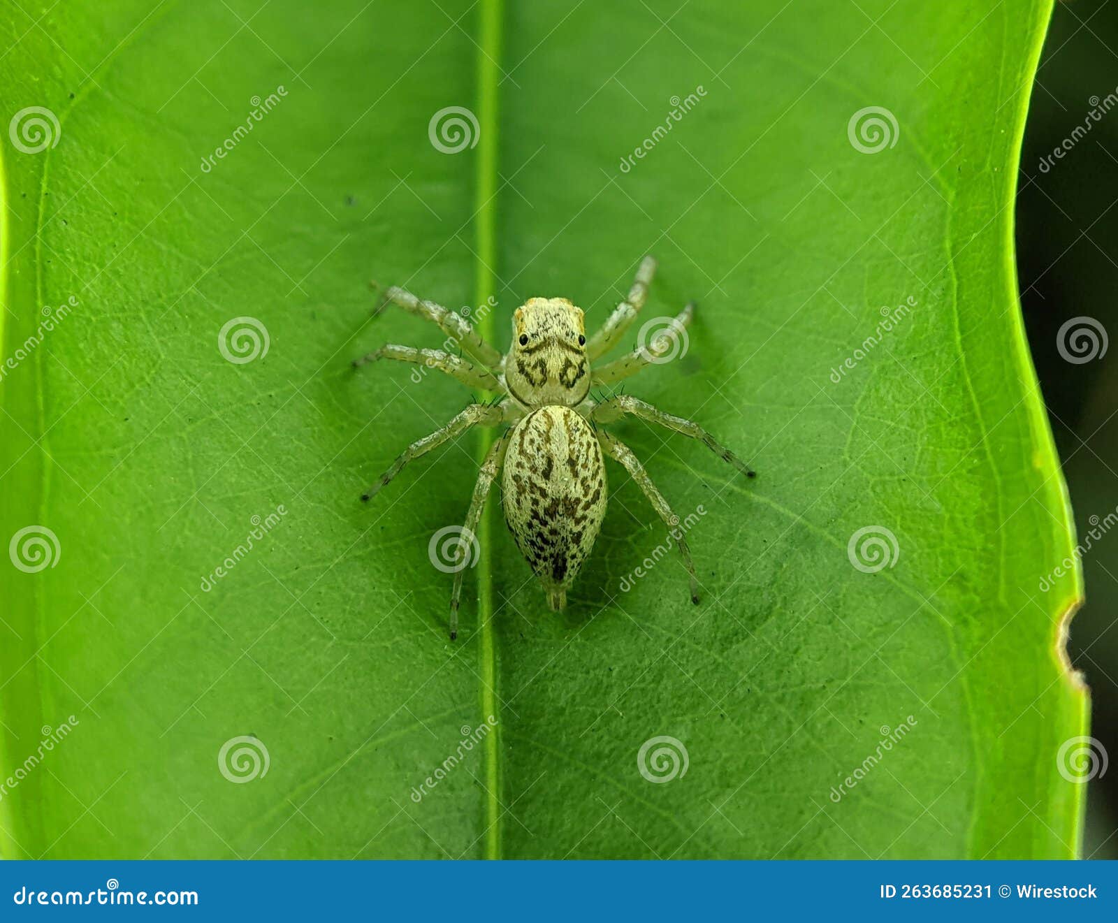 Macro of a Jumping Spider, Phintella Versicolor on a Green Leaf. Stock ...