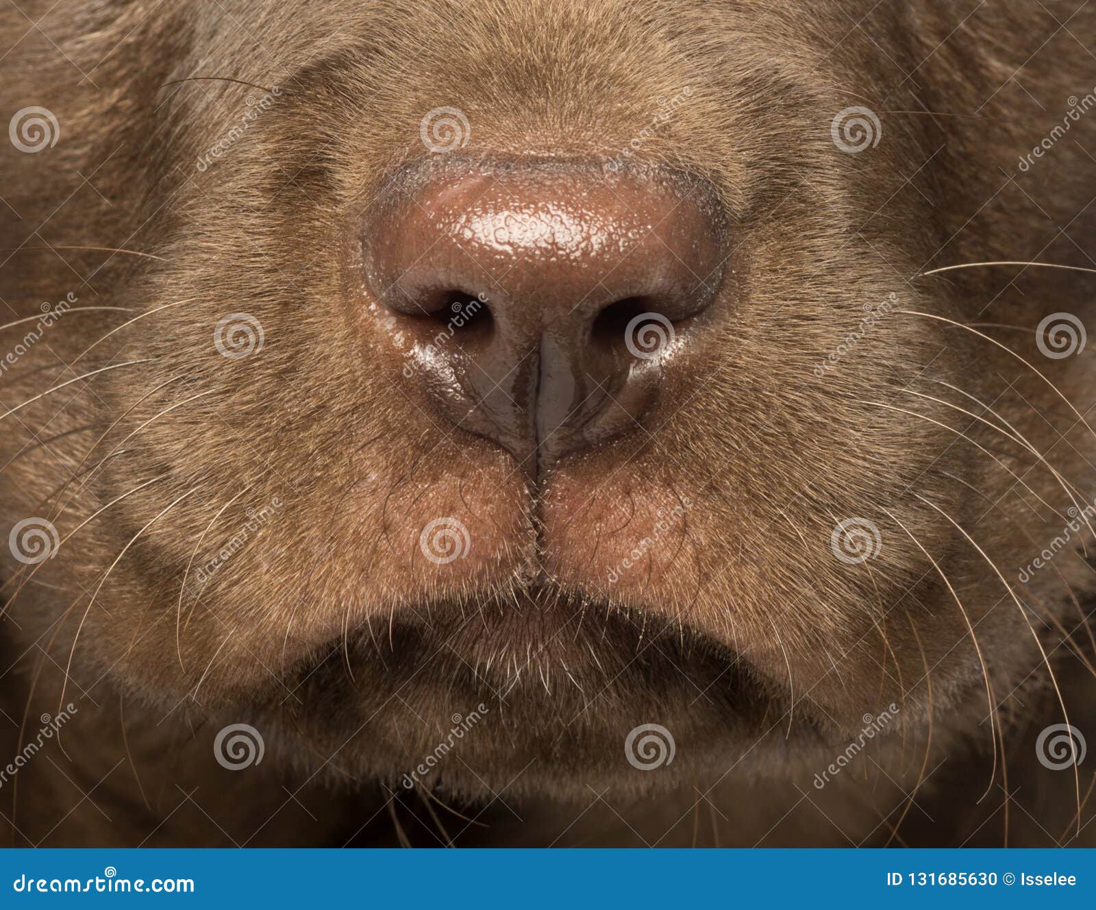 Macro of a Labrador Retriever Puppy, 2 Months Old Stock Photo - Image ...