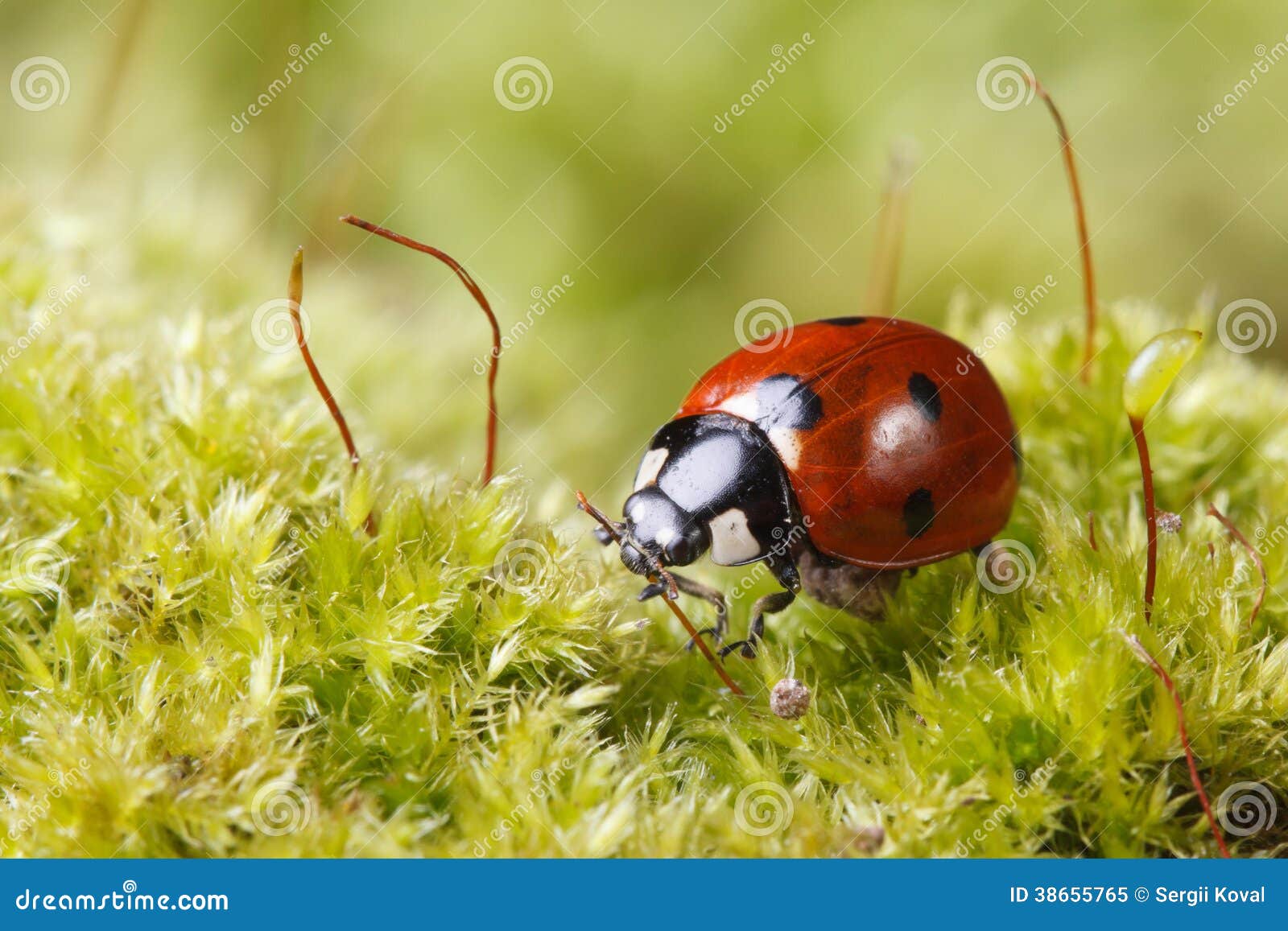 Macro Ladybug on Grass in Spring Stock Image - Image of grass, leaf ...