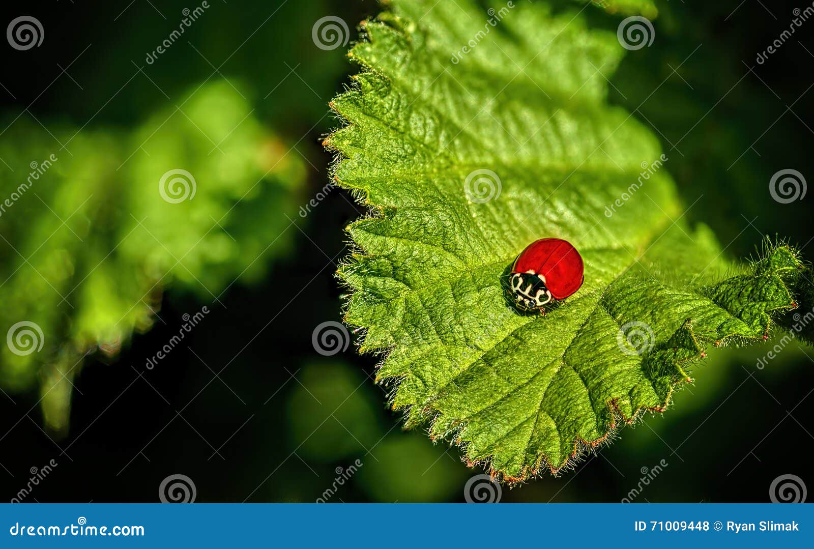 Macro of Ladybug on Leaf stock photo. Image of living - 71009448