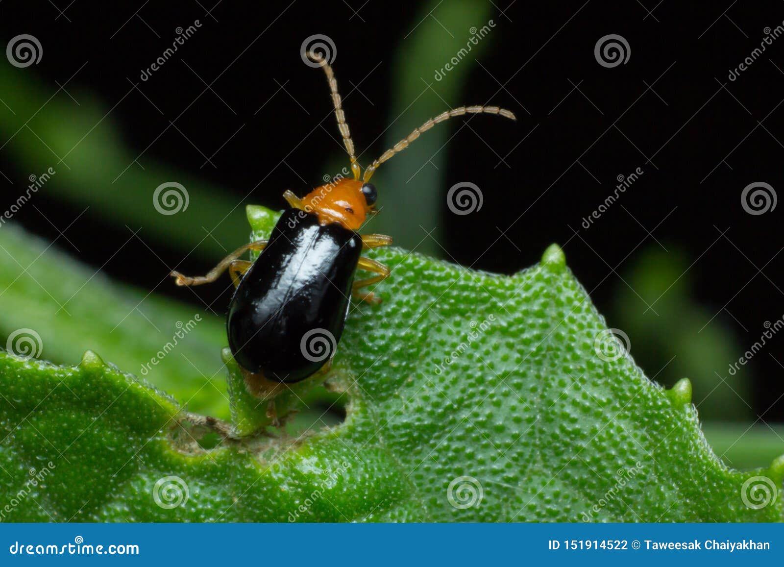 Macro Ladybug on Plant, the Insect on Leaf Stock Photo - Image of field ...