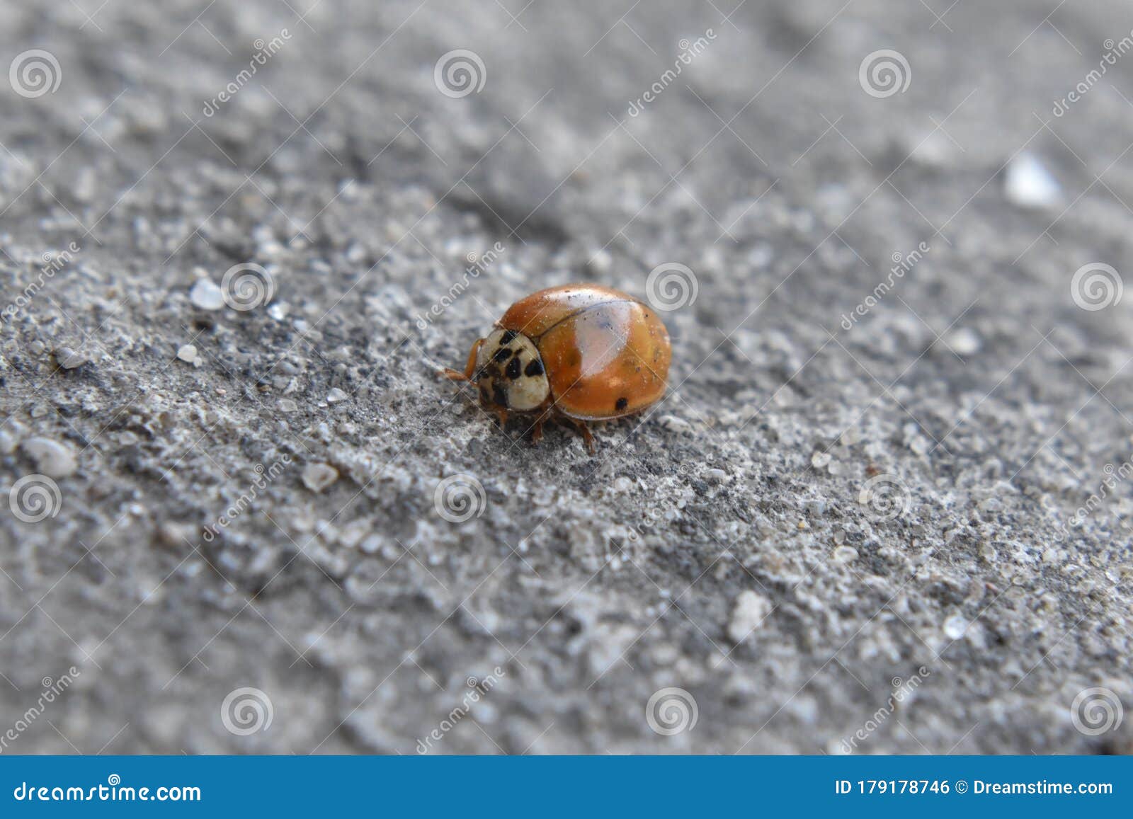 Ladybug stock photo. Image of macro, shell, spring, road - 179178746