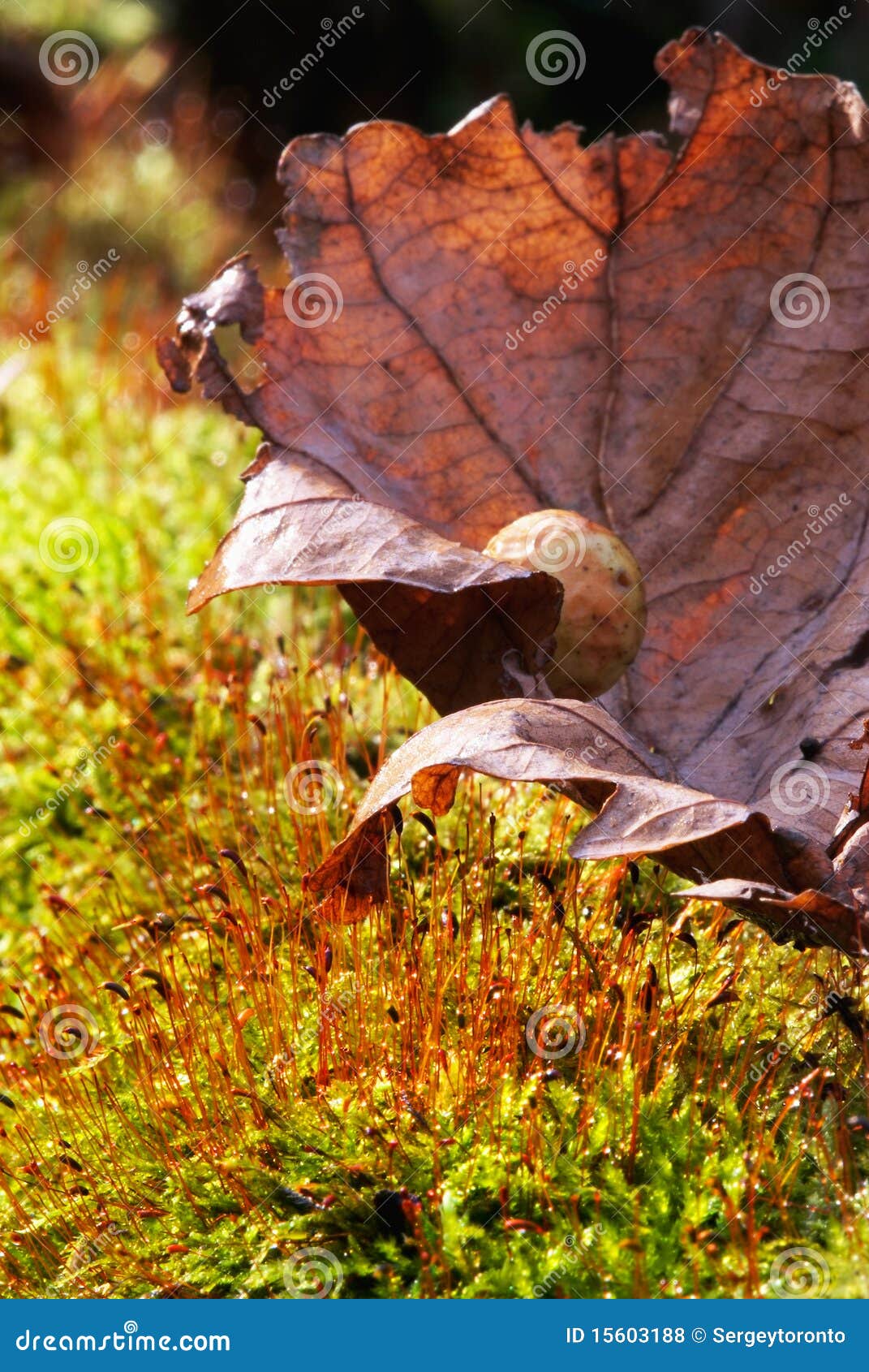 Macro landscape in fall stock photo. Image of macro, etude - 15603188