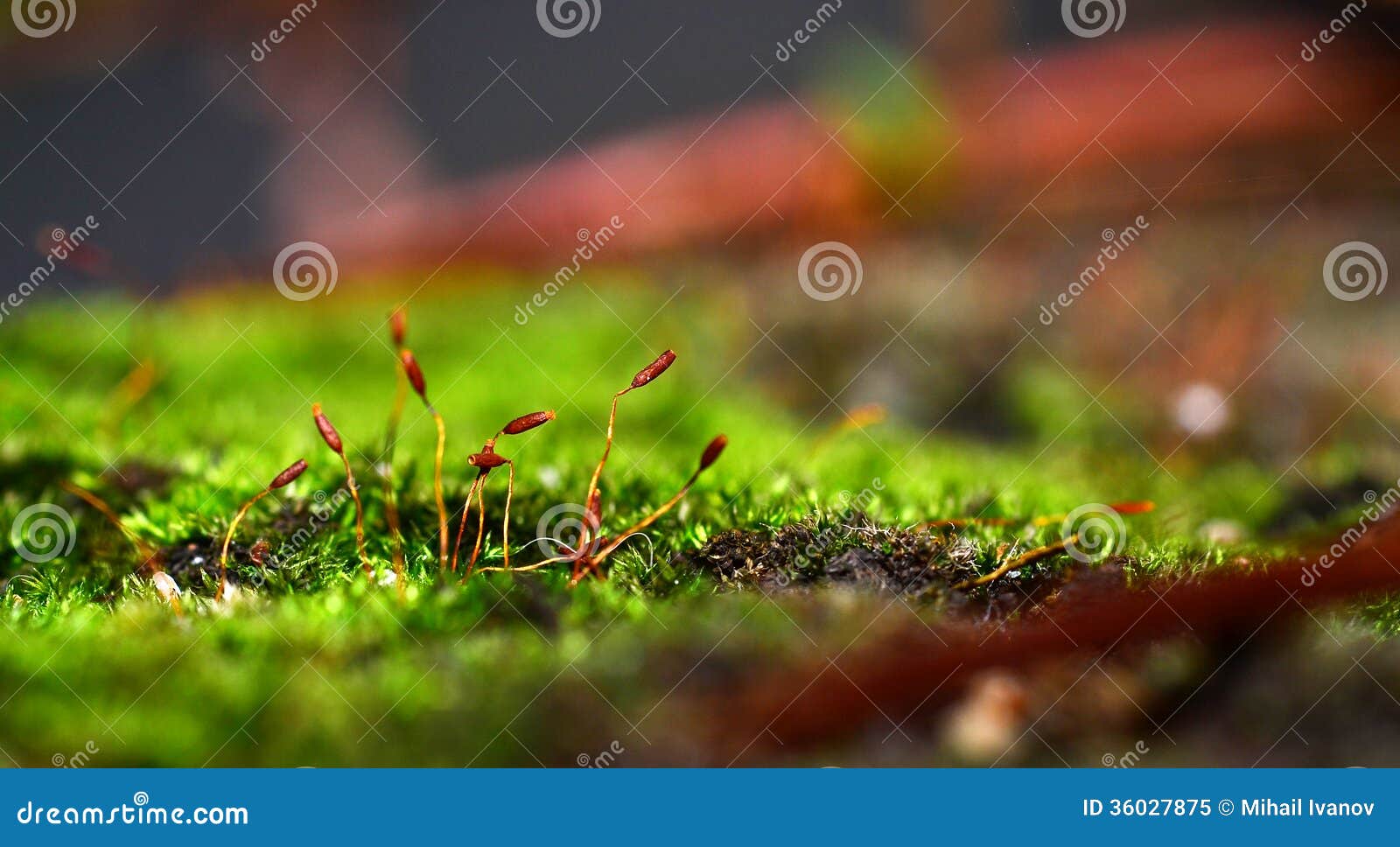 Macro Landscape stock image. Image of study, landscape - 36027875
