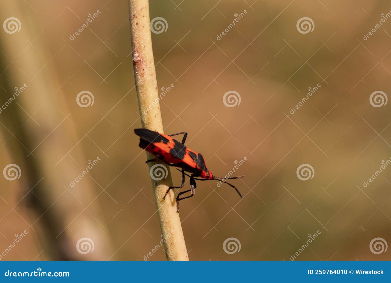 Macro of a Large Milkweed Bug on a Branch Stock Photo - Image of ...