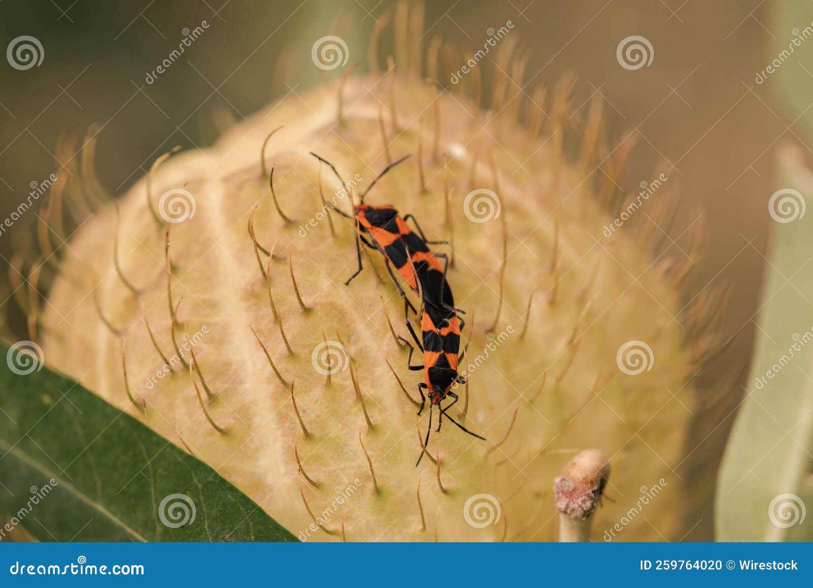 Macro of a Large Milkweed Bugs Mating on a Cactus Stock Photo - Image ...