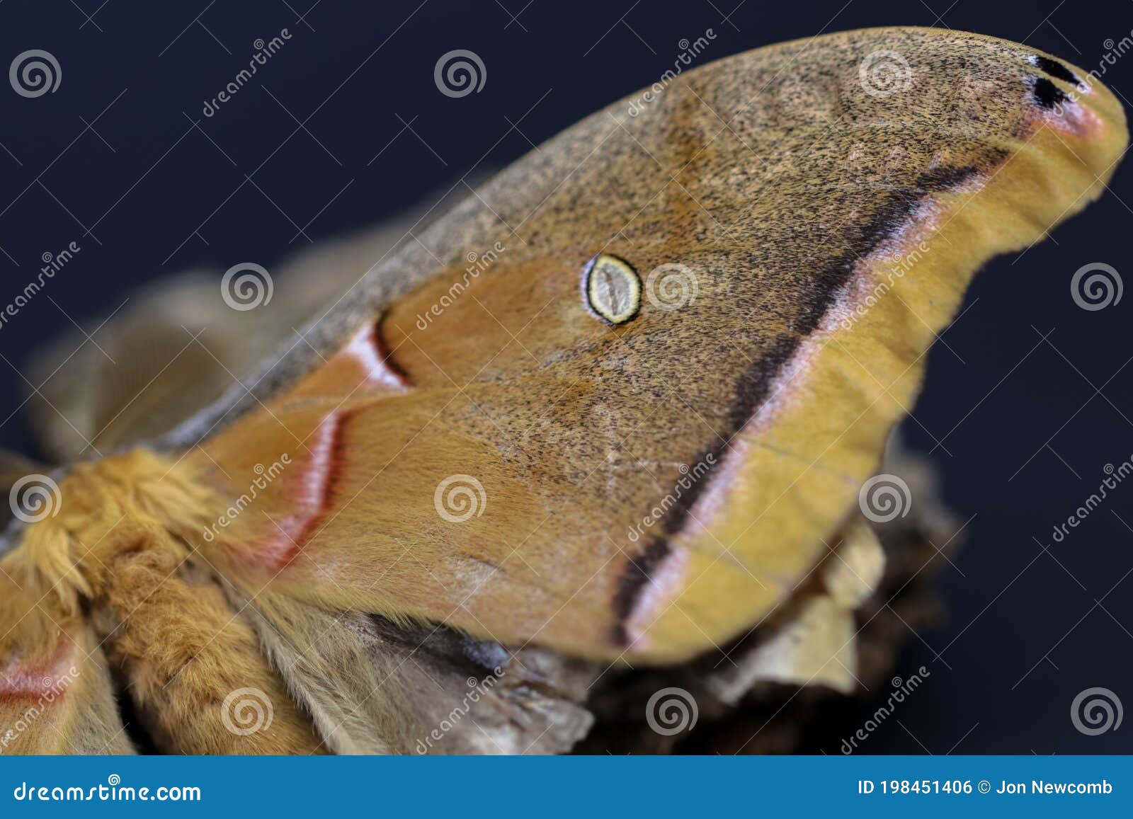 Large Moth Royalty-Free Stock Photography | CartoonDealer.com #11844527