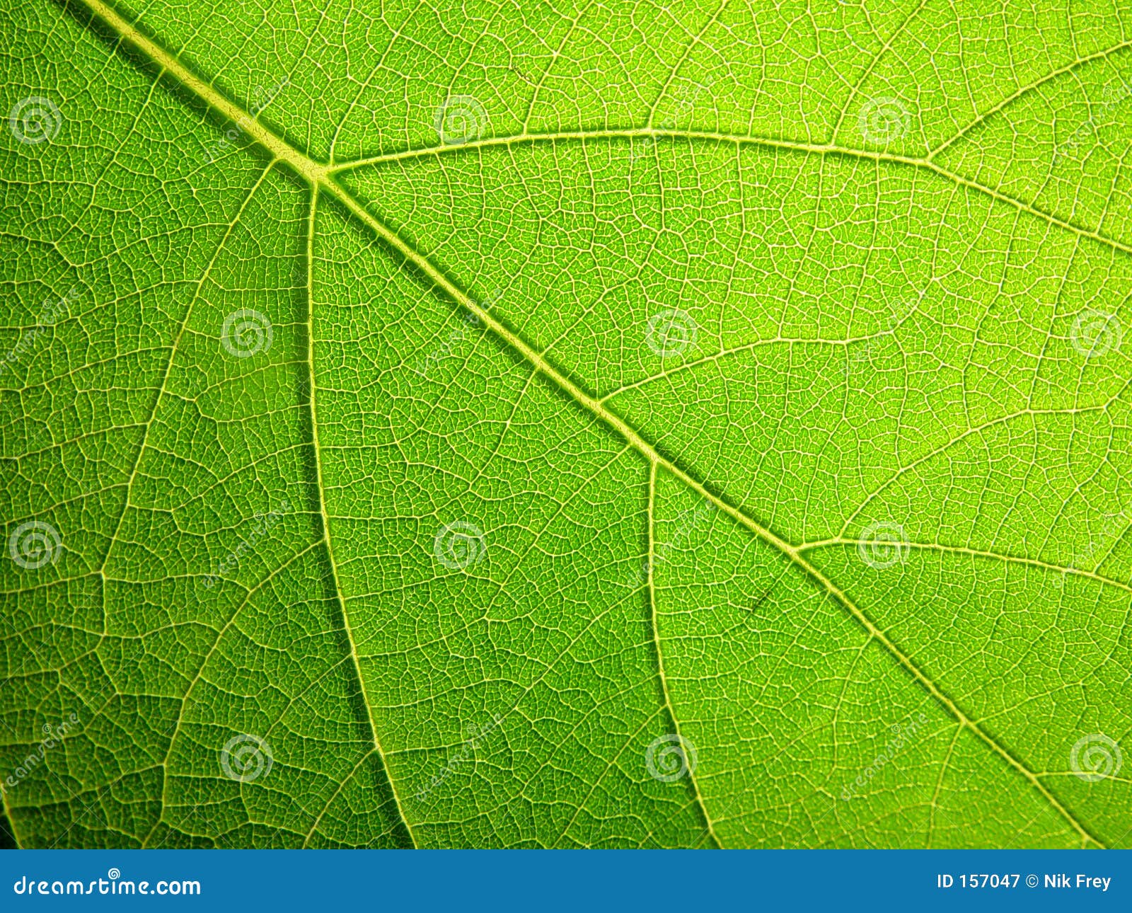 Macro leaf stock image. Image of texture, close, light - 157047