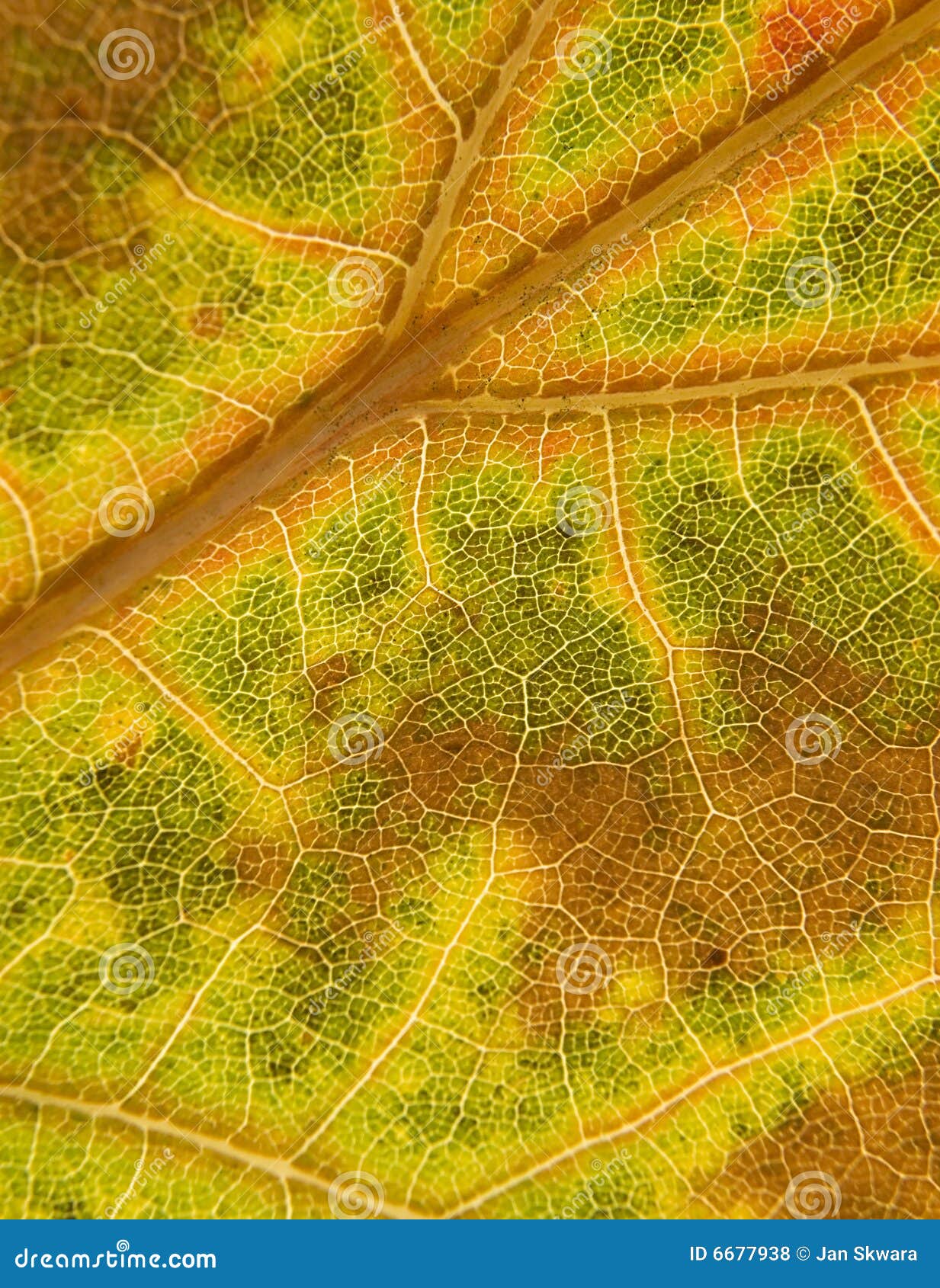 Macro leaf stock photo. Image of botany, flora, closeup - 6677938