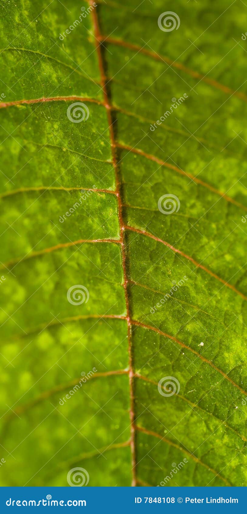 Macro leaf stock photo. Image of photosynthesis, close - 7848108