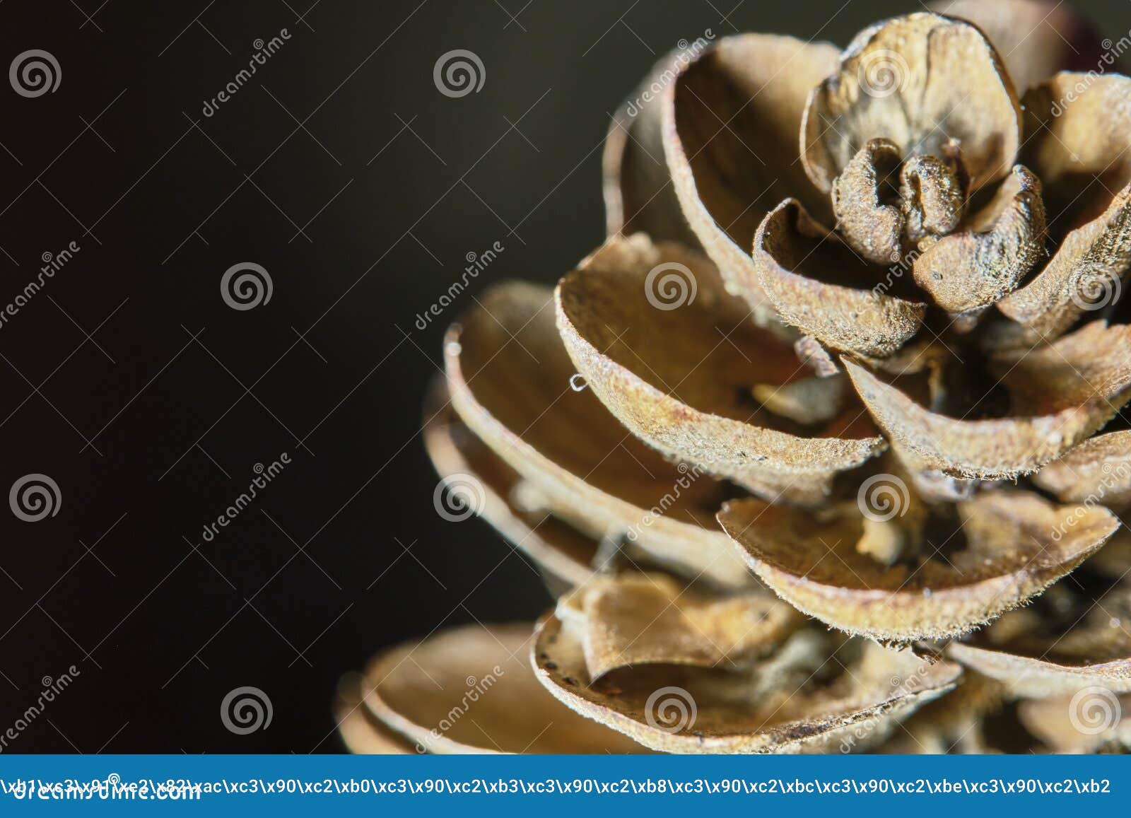 Macro leaf bumps stock image. Image of autumn, background - 180868579
