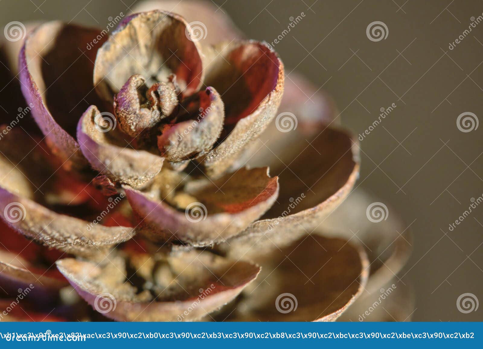 Macro leaf bumps stock photo. Image of forest, fall - 180868430