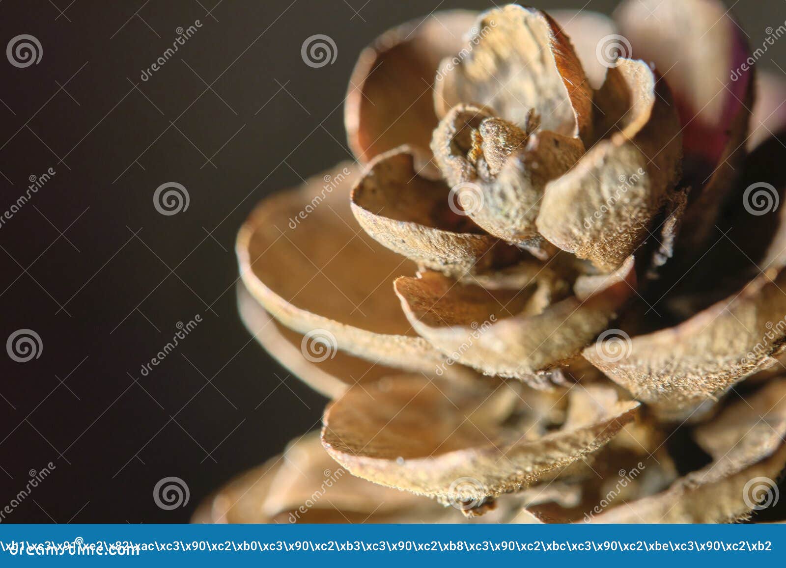 Macro leaf bumps stock image. Image of forest, catkin - 180868457