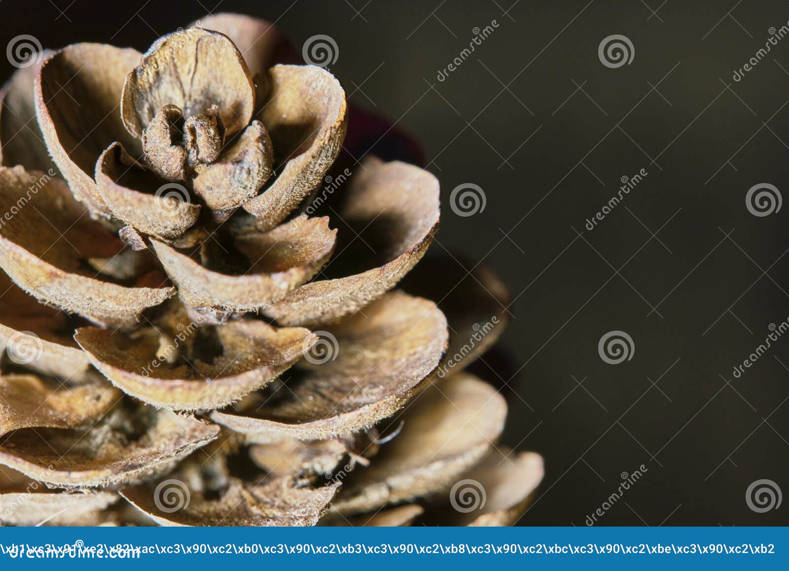 Macro leaf bumps stock image. Image of bumps, autumn - 180868531