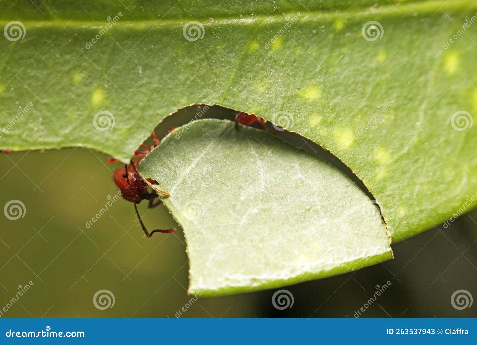 Macro of a leaf cutter ant stock image. Image of jungle - 263537943