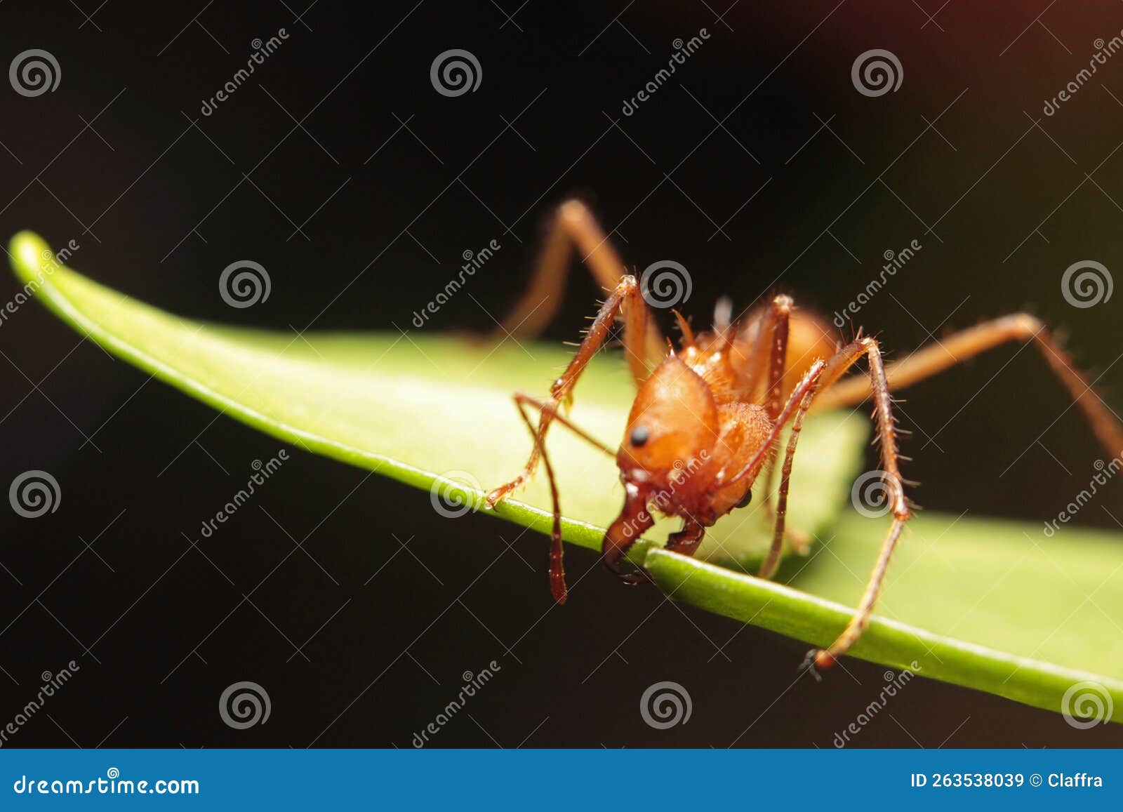 Macro of a leaf cutter ant stock image. Image of fungus - 263538039