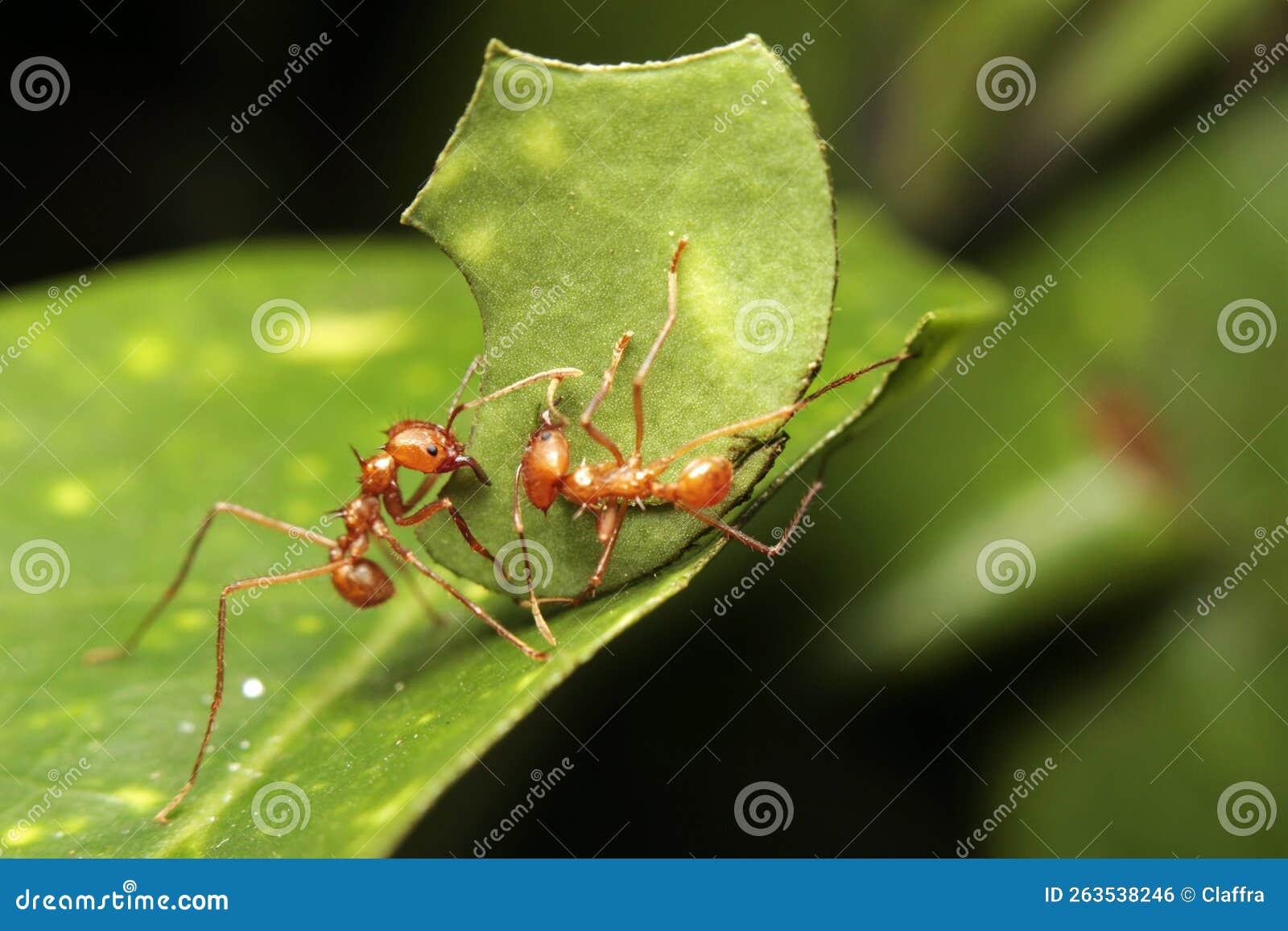 Macro of a leaf cutter ant stock photo. Image of strong - 263538246