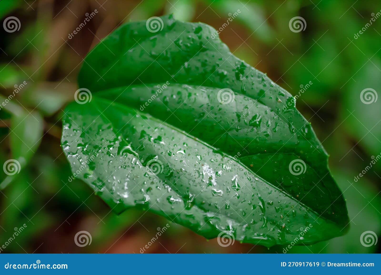 Macro of Leaf at Garden is Rare Stock Image - Image of rare, moisture ...