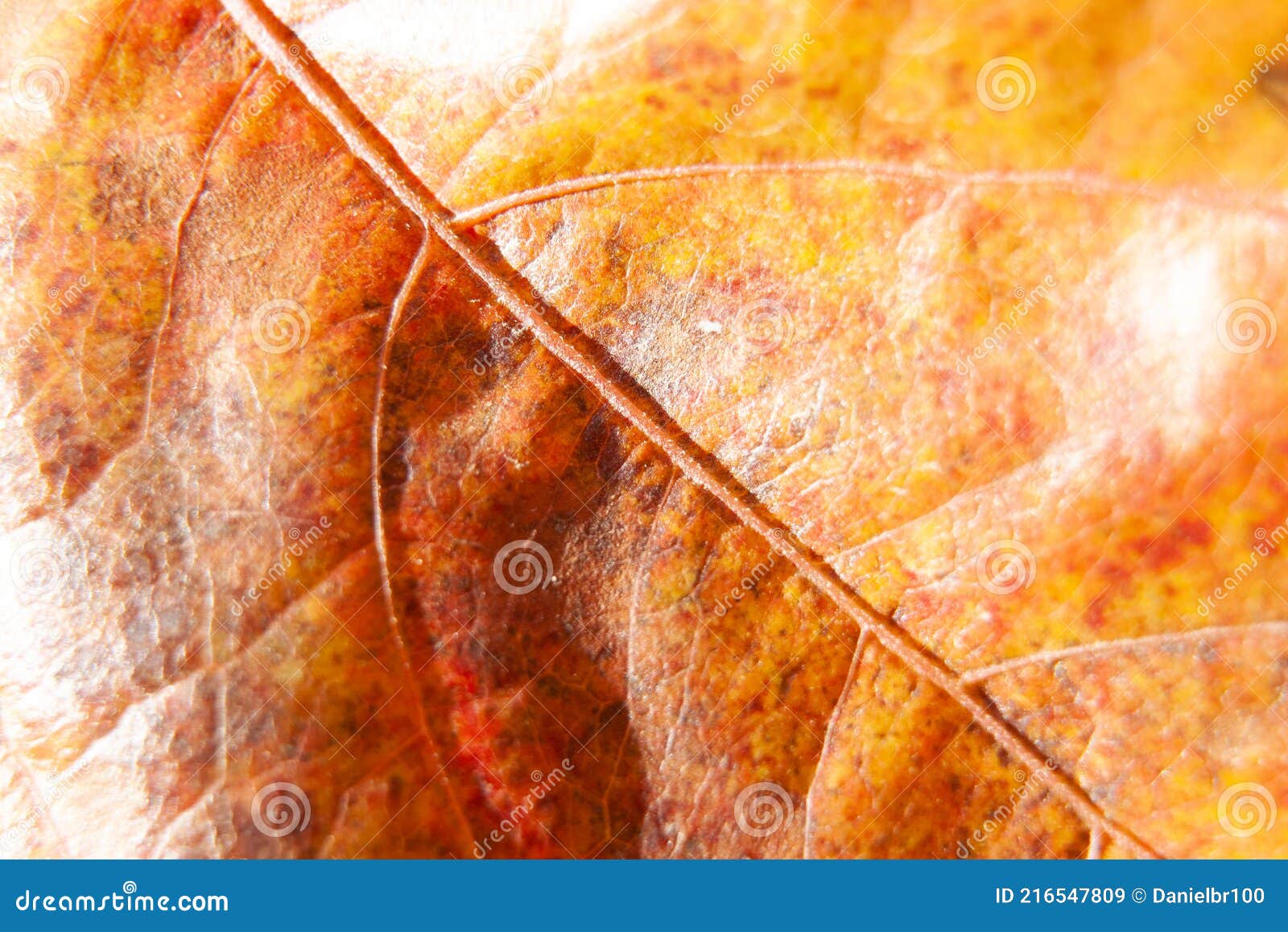 Photography Macro of a Leave in Fall Stock Image - Image of raindrops ...