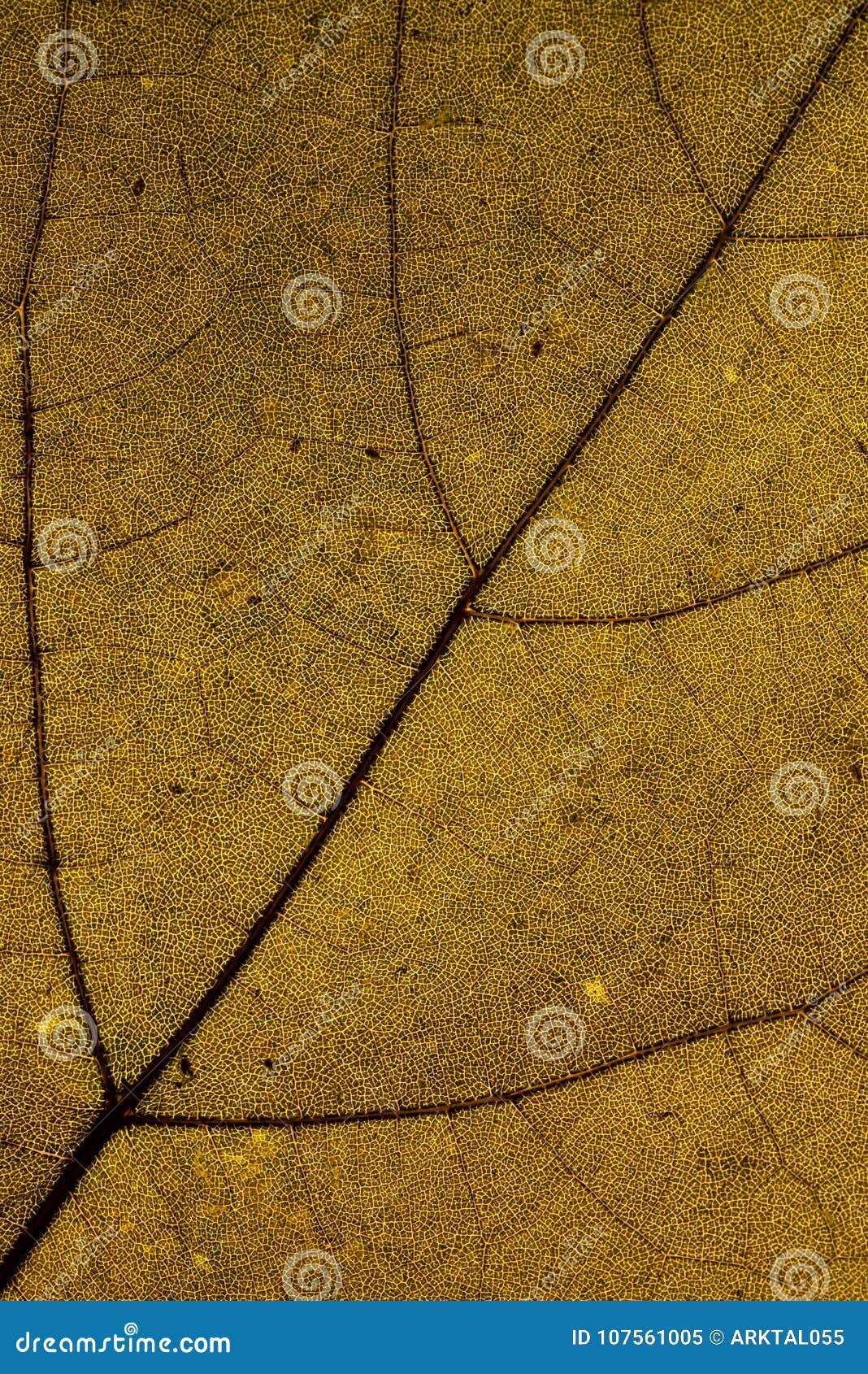 Tree Leaf Backlight Macro Close Up Stock Image - Image of love, close ...