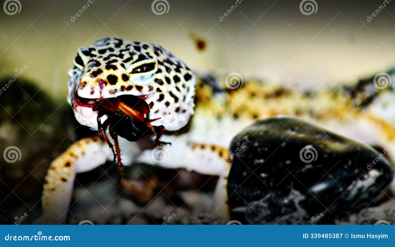 Macro of a Leopard Gecko Head with Black and Yellow Spots Preying on a ...