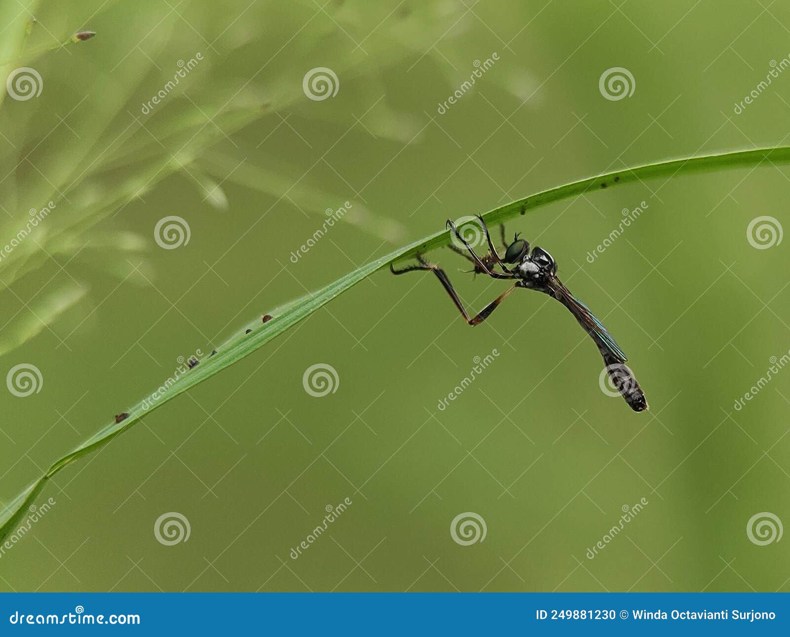 The Macro of Leptogaster with Prey Stock Photo - Image of nature, macro ...
