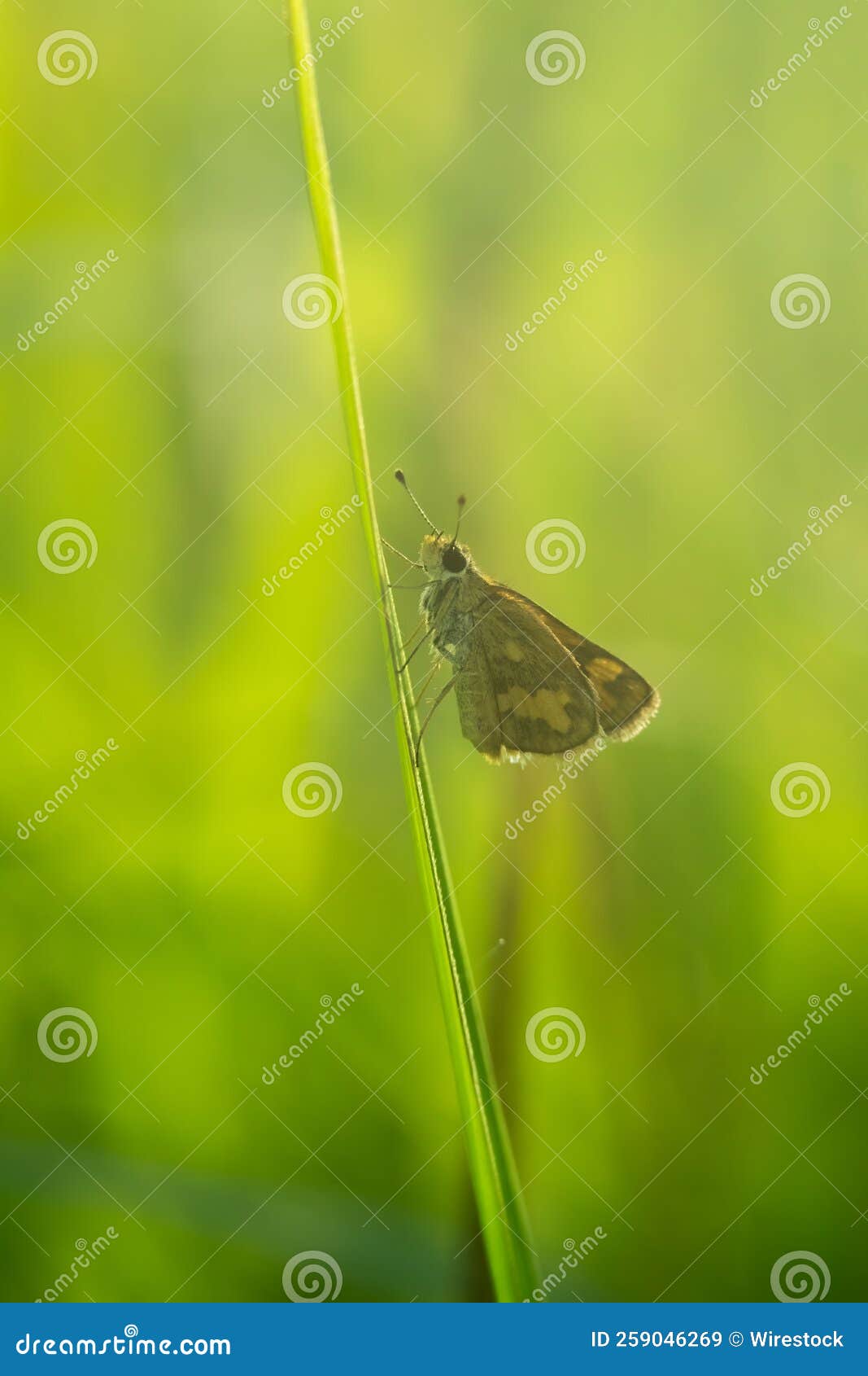 Macro of a Lesser Dart on a Leaf in a Field Stock Image - Image of ...