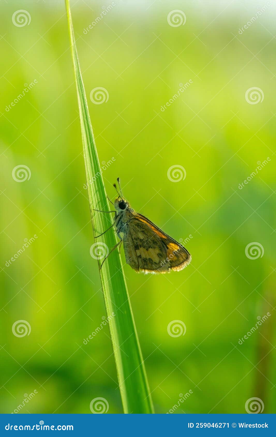 Macro of a Lesser Dart on a Leaf in a Field Stock Image - Image of wild ...