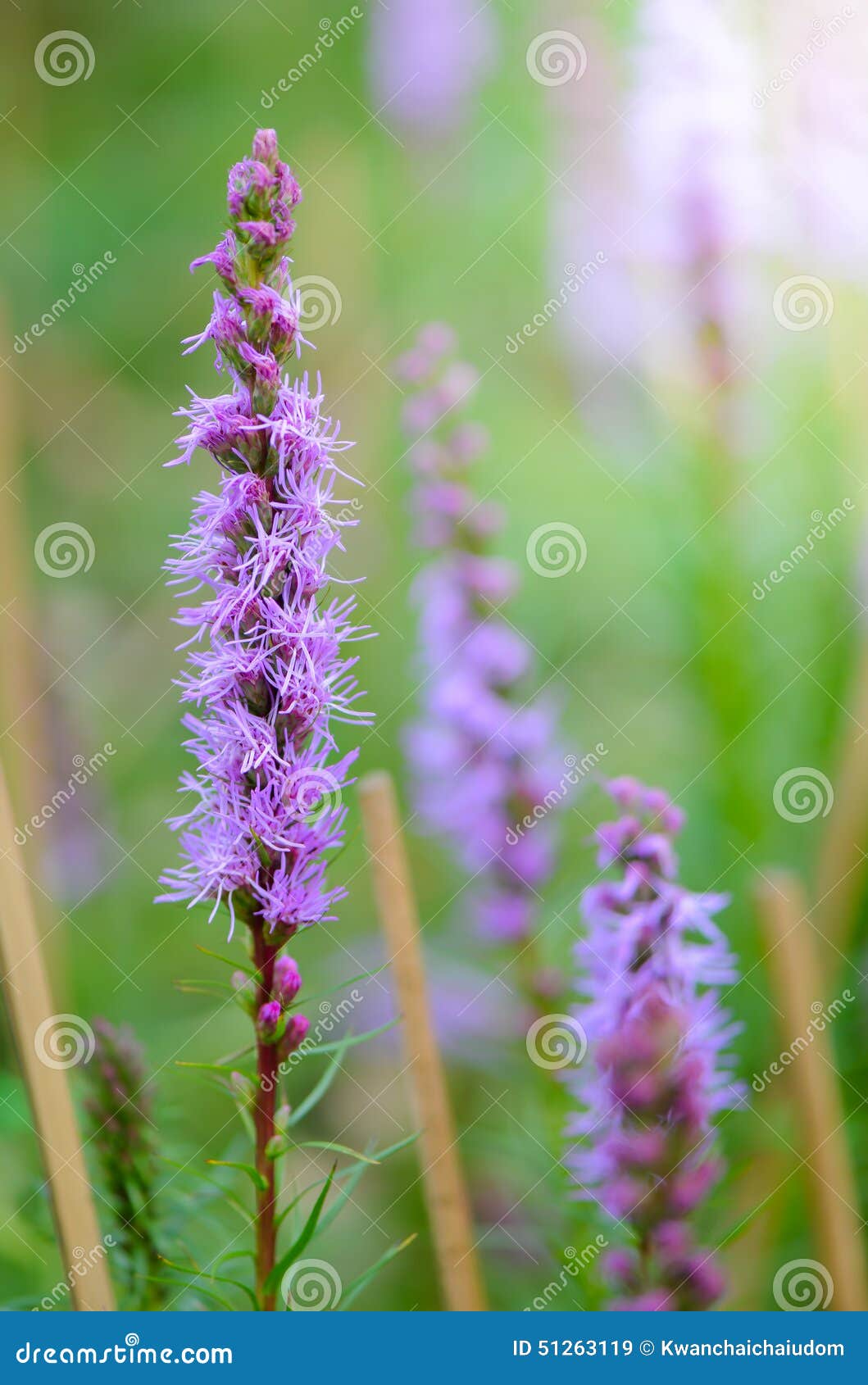 Macro of liatris flower stock image. Image of colorful - 51263119
