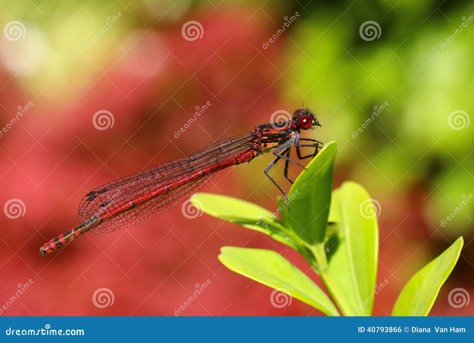 Macro libel stock photo. Image of fauna, green, macro - 40793866