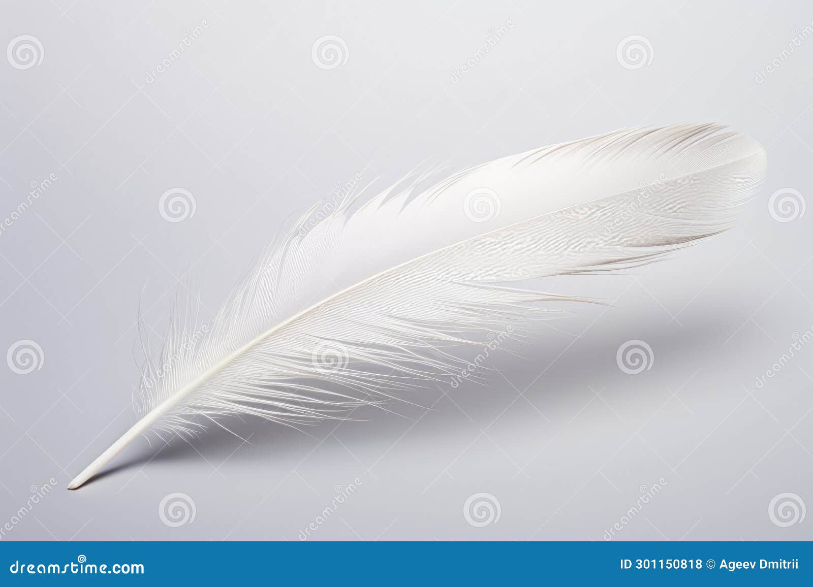 Macro Light Abstract Closeup Nature Pattern White Fluffy Bird Object ...