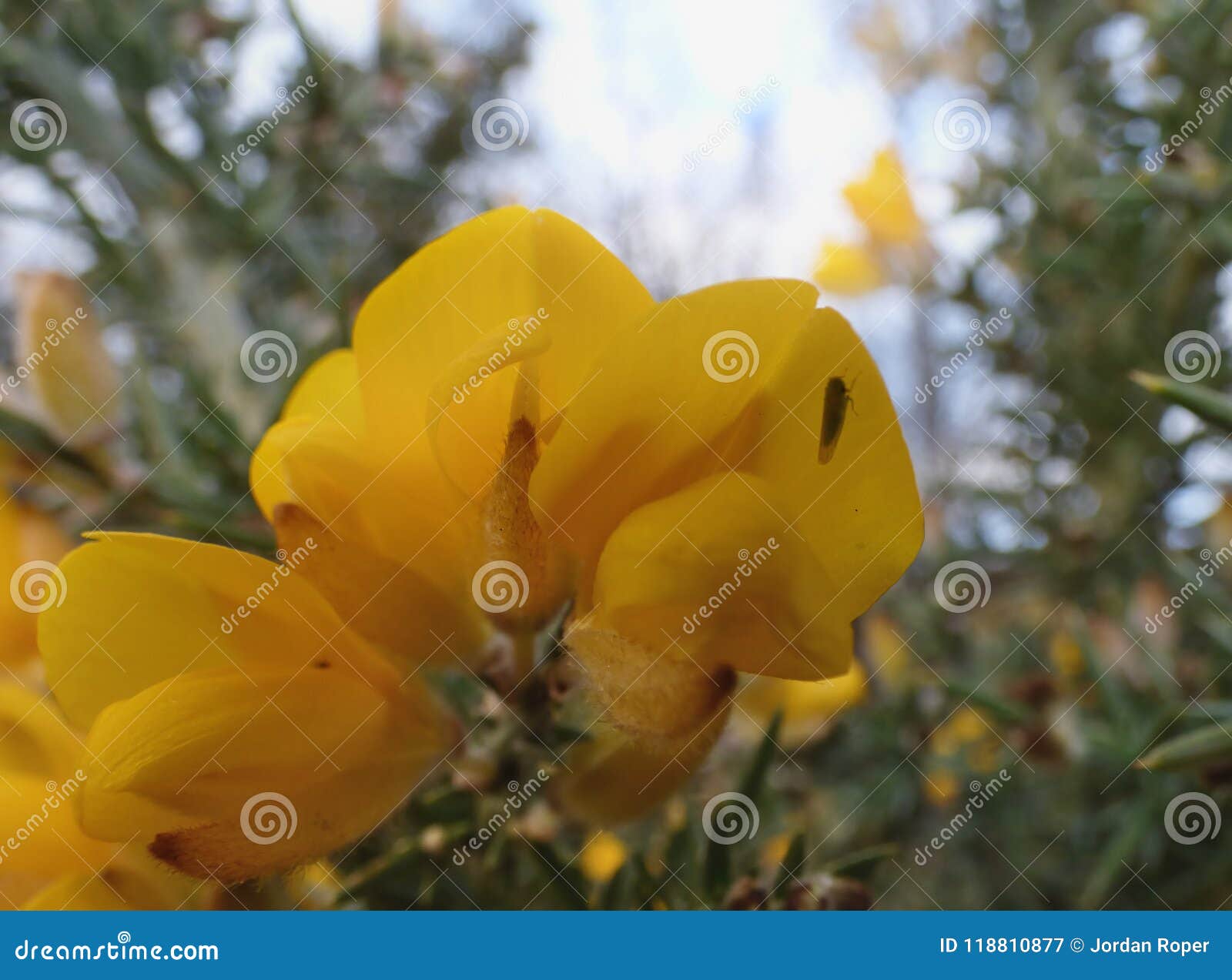 Gorse Flower with Little Green Fly Stock Image - Image of flora ...