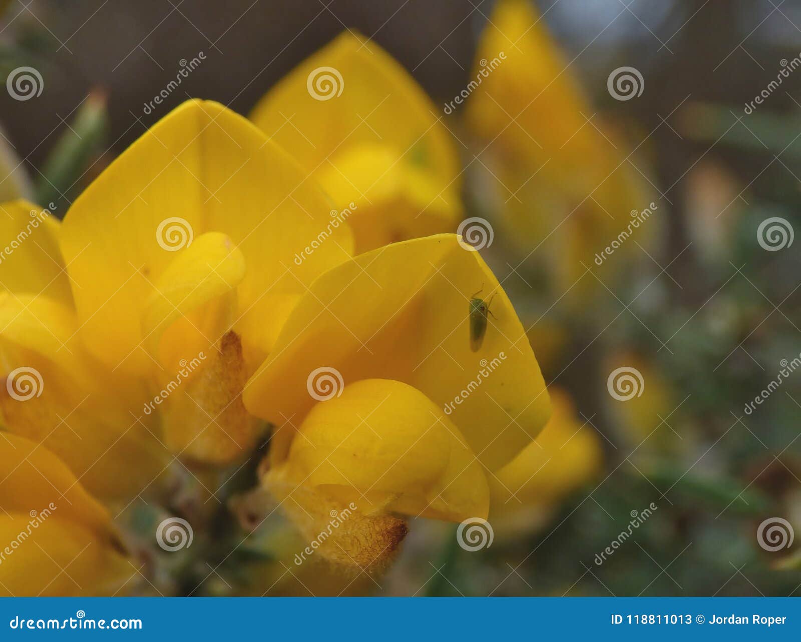 Gorse Flower with Little Green Fly Stock Image - Image of nature ...
