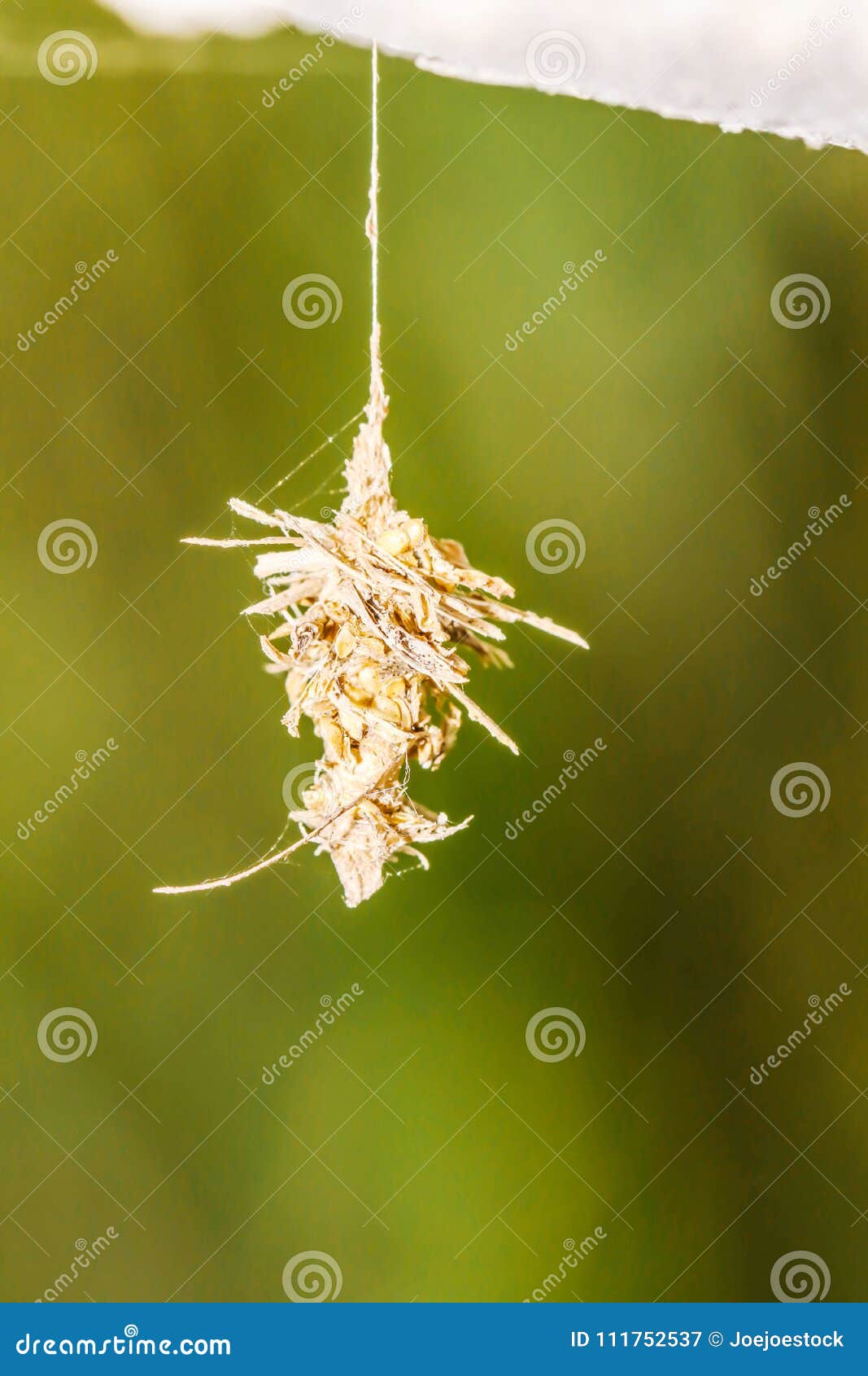 Macro of Little Insect Nest on the Tree Stock Image - Image of little ...