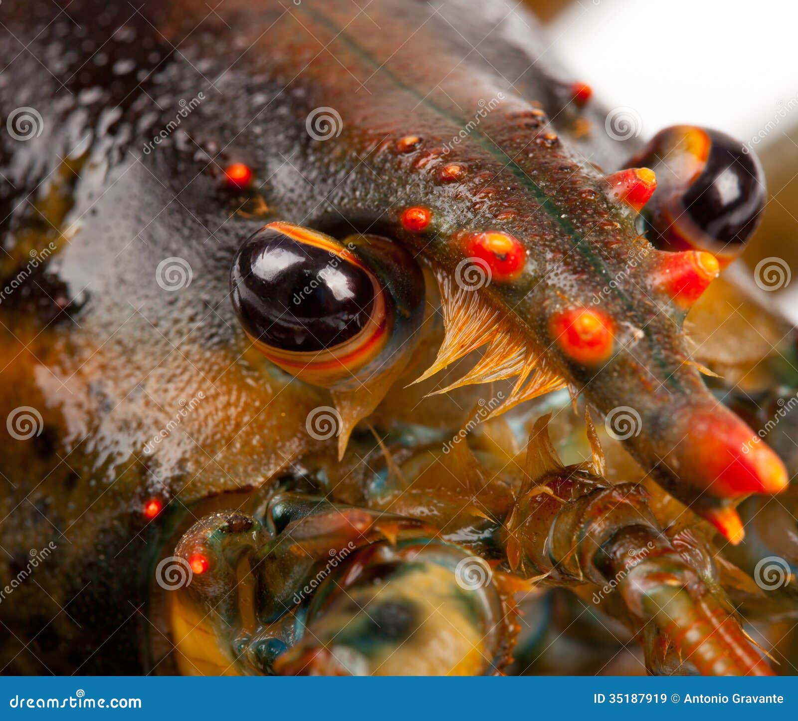 Macro of living lobster stock image. Image of live, crustacean - 35187919