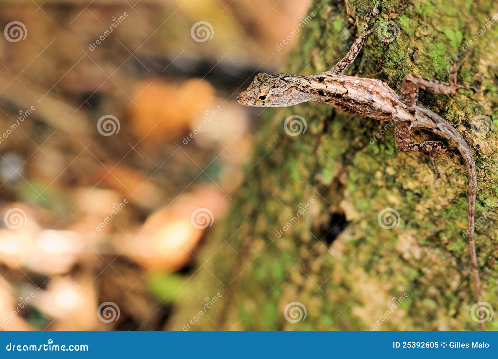 Macro of lizard stock image. Image of lizards, macros - 25392605