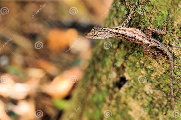 Macro of lizard stock image. Image of lizards, macros - 25392605