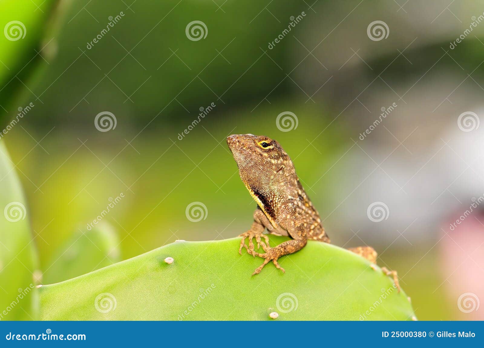 Macro lizard on cactus stock photo. Image of blood, florida - 25000380