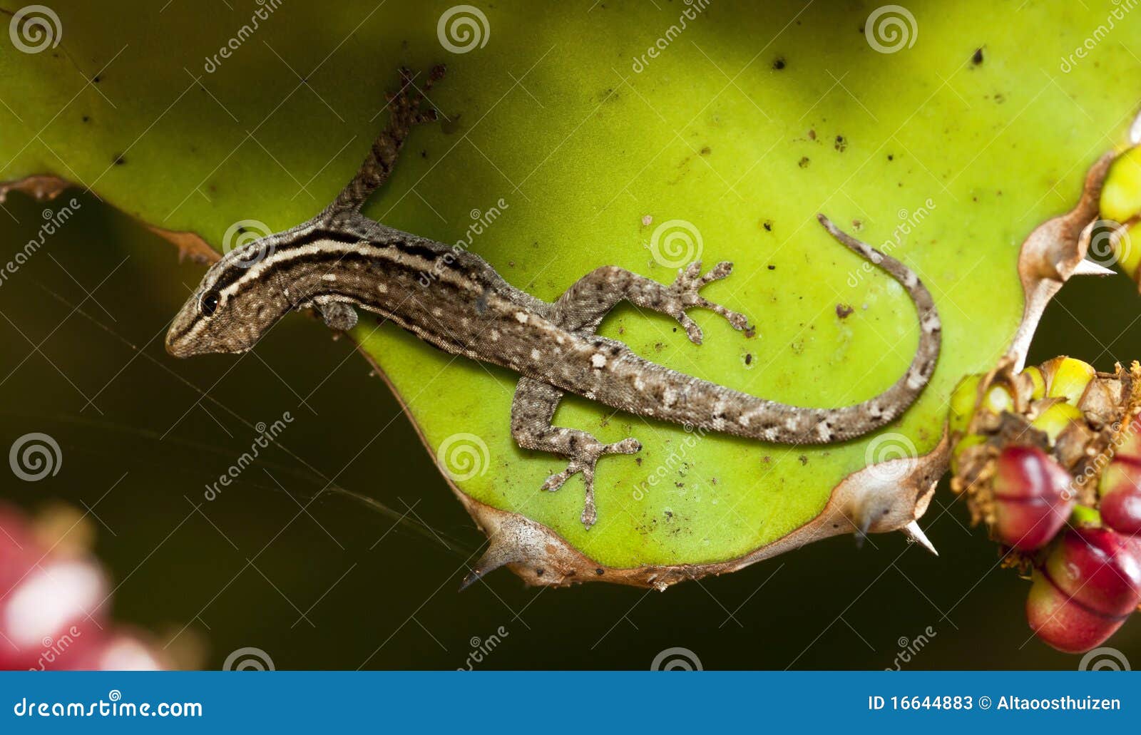 Macro of a Lizard on a Leaf Stock Image - Image of staring, macro: 16644883