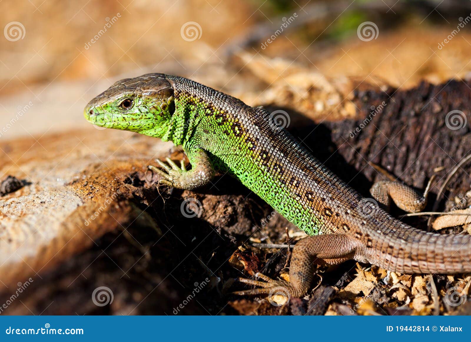 Macro of a lizard outdoor stock photo. Image of reptile - 19442814