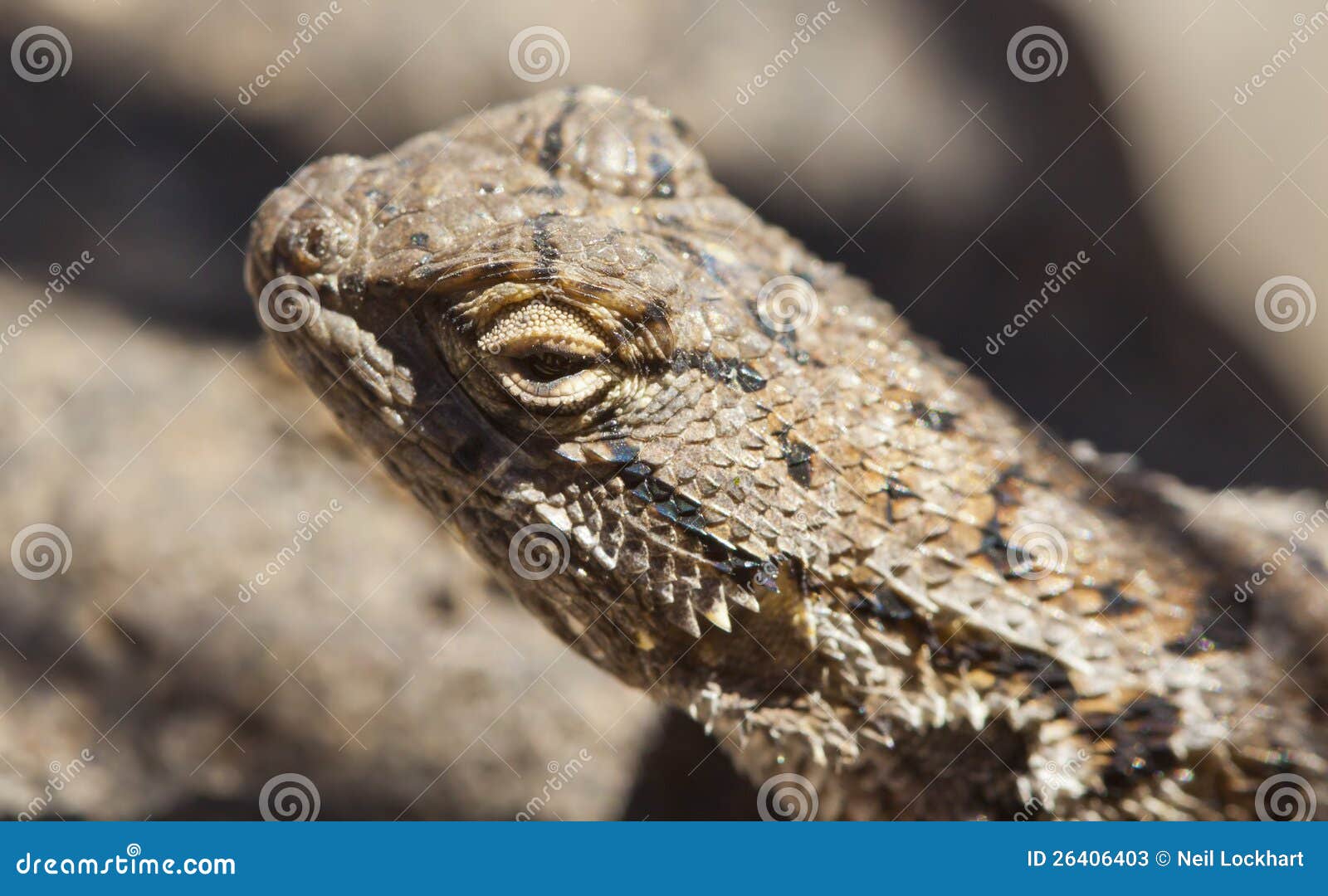 Macro Lizard on Rock Portrait Stock Image - Image of depth, close: 26406403