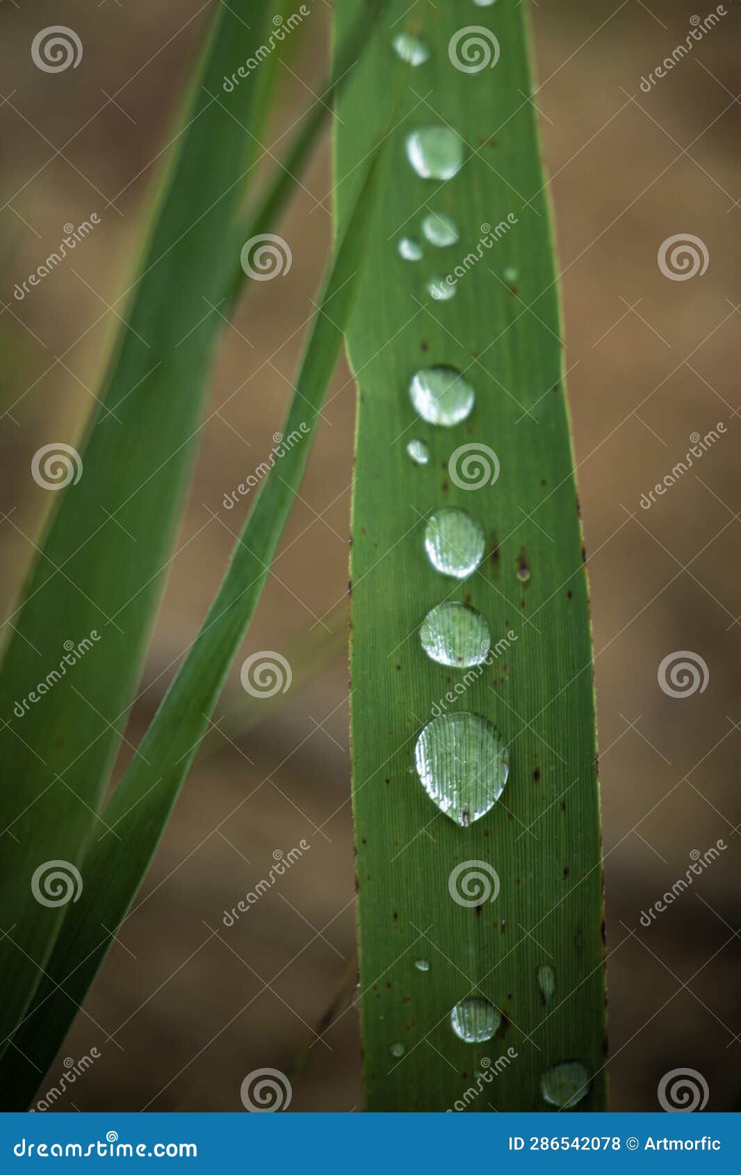 A Macro of a Long Green Leaf with Different Multiple-sized Water ...