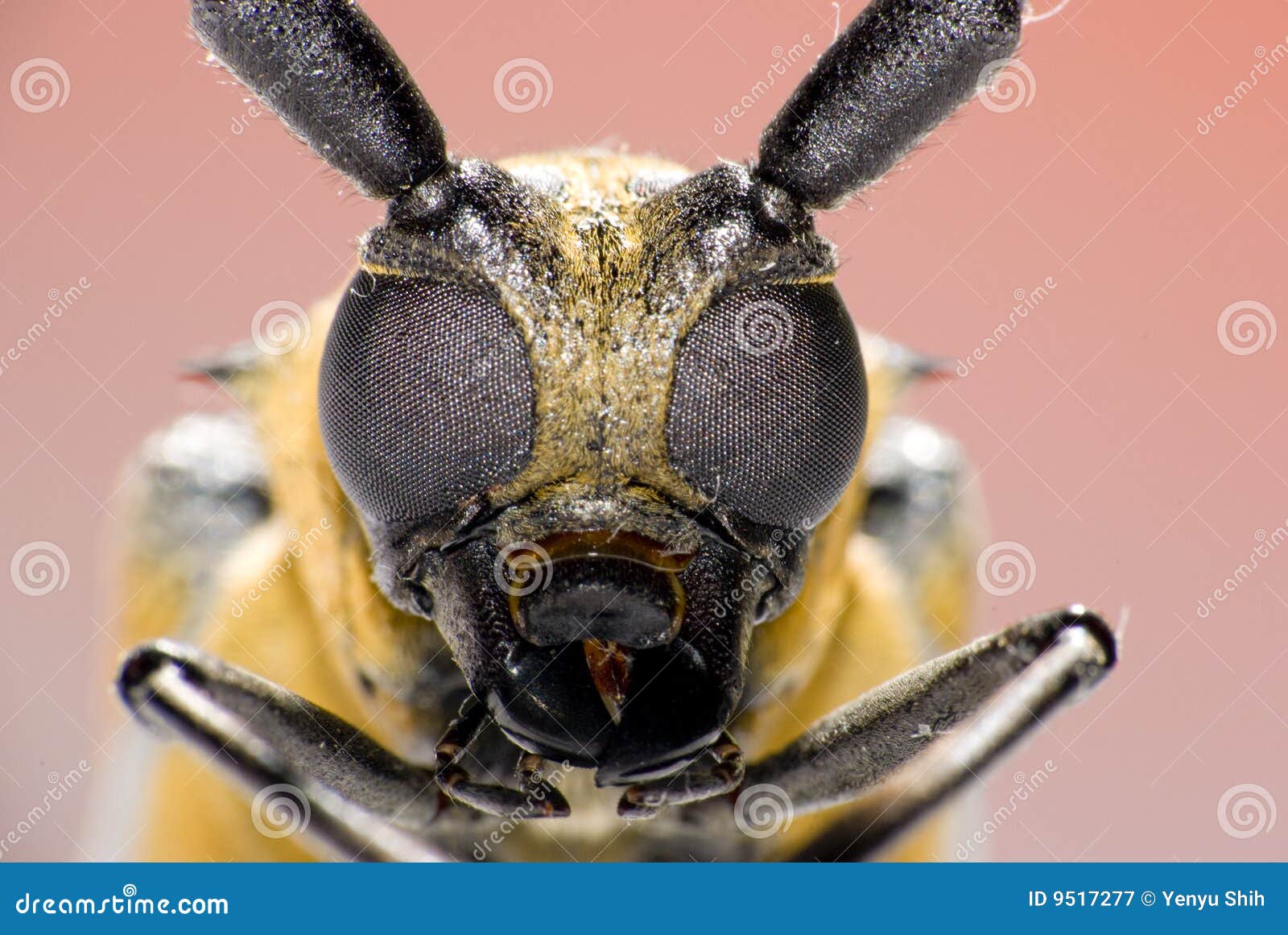 Long-horned Beetle Stock Photography | CartoonDealer.com #7891376